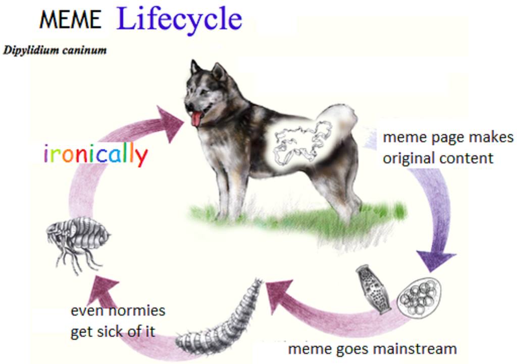 Memes Life Cycle